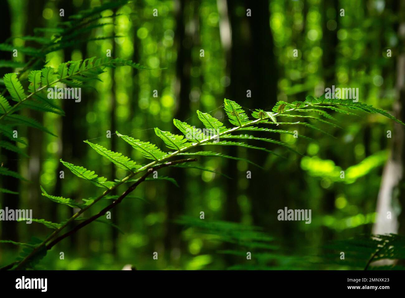 Fern is a member of a group of vascular plants that reproduce by spores ...