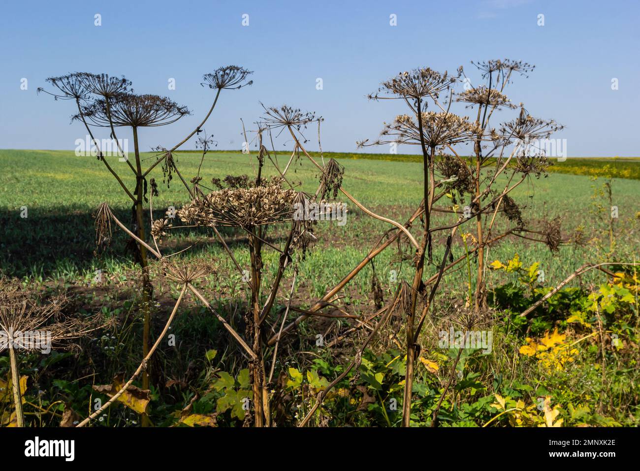 Giant Hogweed Heracleum mantegazzianum against the blue sky. Dry ...