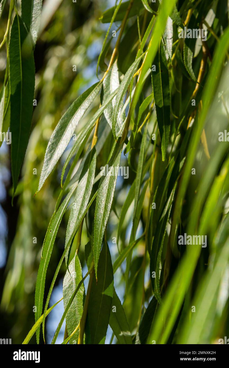Weeping Golden Willow, is the most popular and widely grown weeping ...
