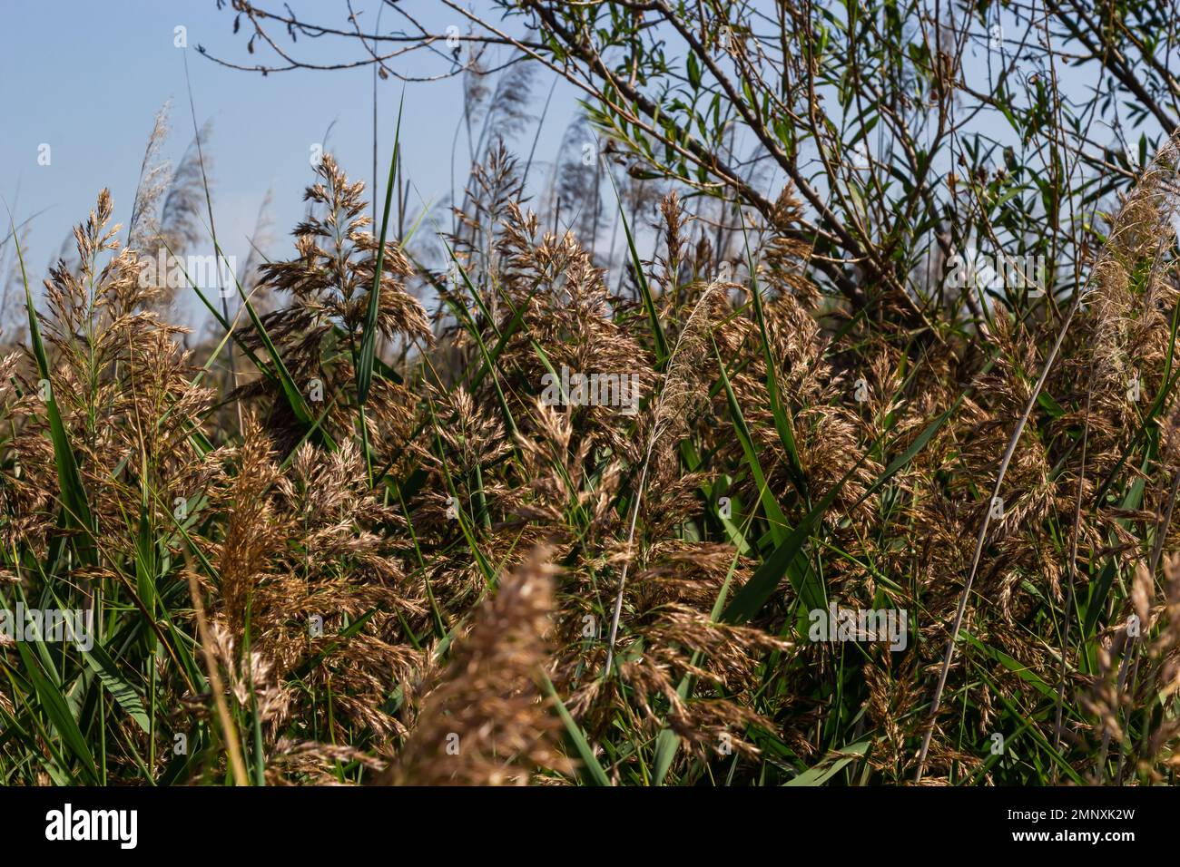 Phragmites australis is a herbaceous perennial bluish-green plant of ...