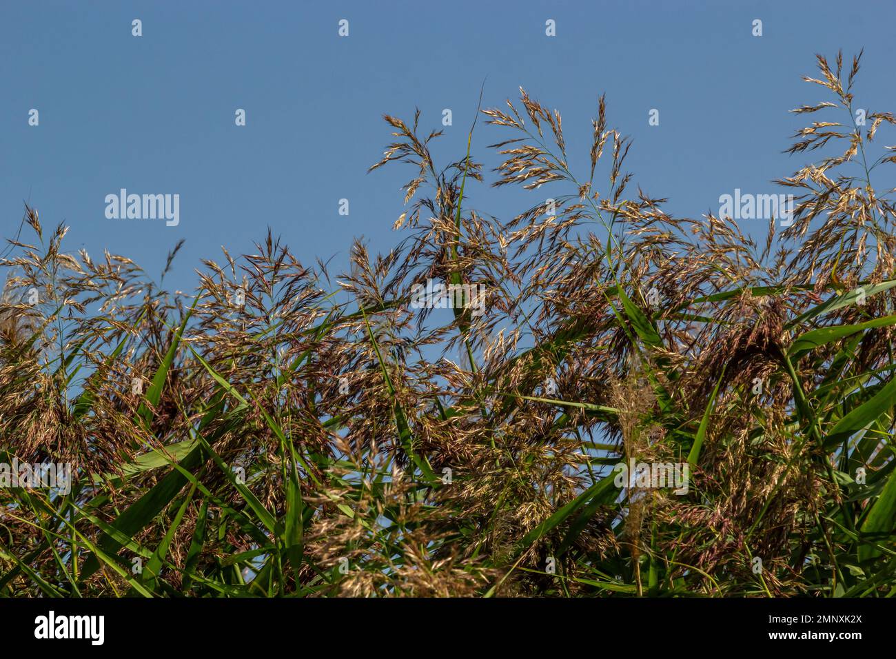 Phragmites australis is a herbaceous perennial bluish-green plant of ...