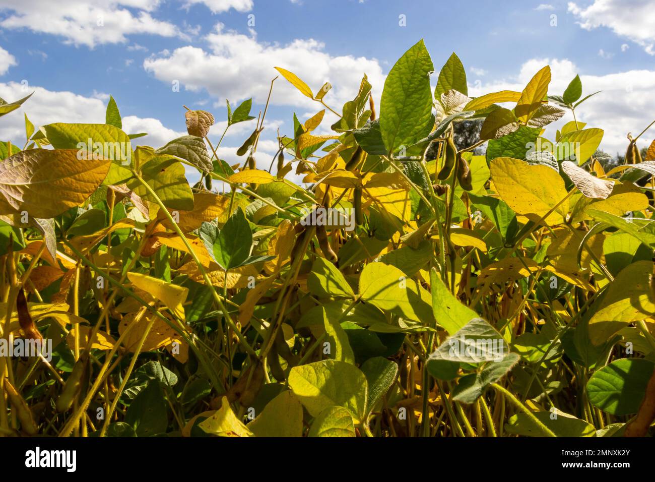 soybean shell in the soybean field. yellow and brown pods. Productivity ...