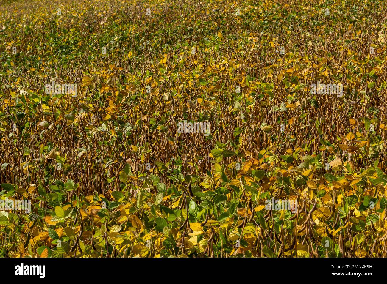A soya field almost ready to be harvested on a farm in Rio Grande do ...