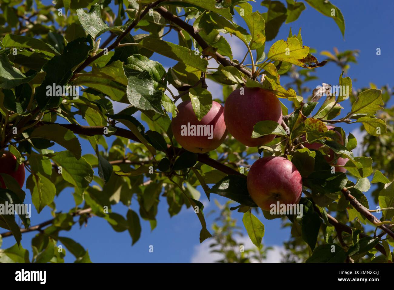 Organic orchard fruit hi-res stock photography and images - Alamy