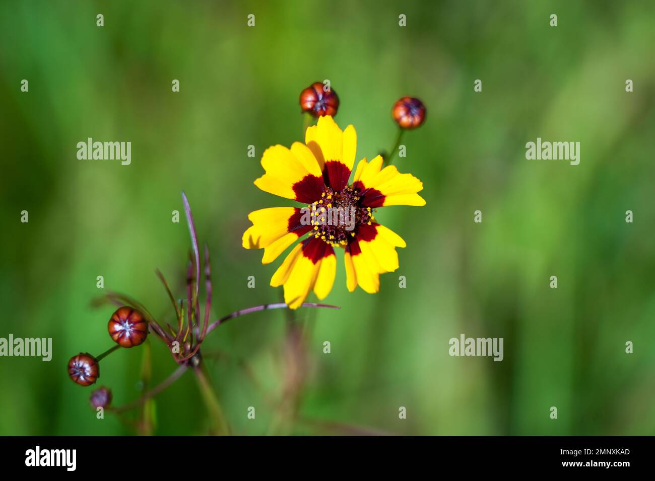 Calliopsis, Coreopsis. Flower of the plant close-up Stock Photo - Alamy