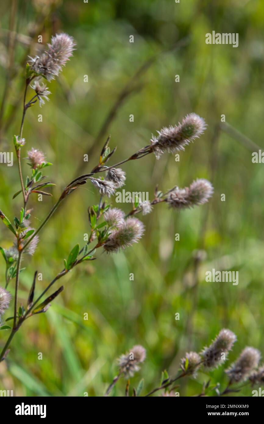 Flowers of the Hares Foot Clover also Rabbitfoot or Stone Clover ...