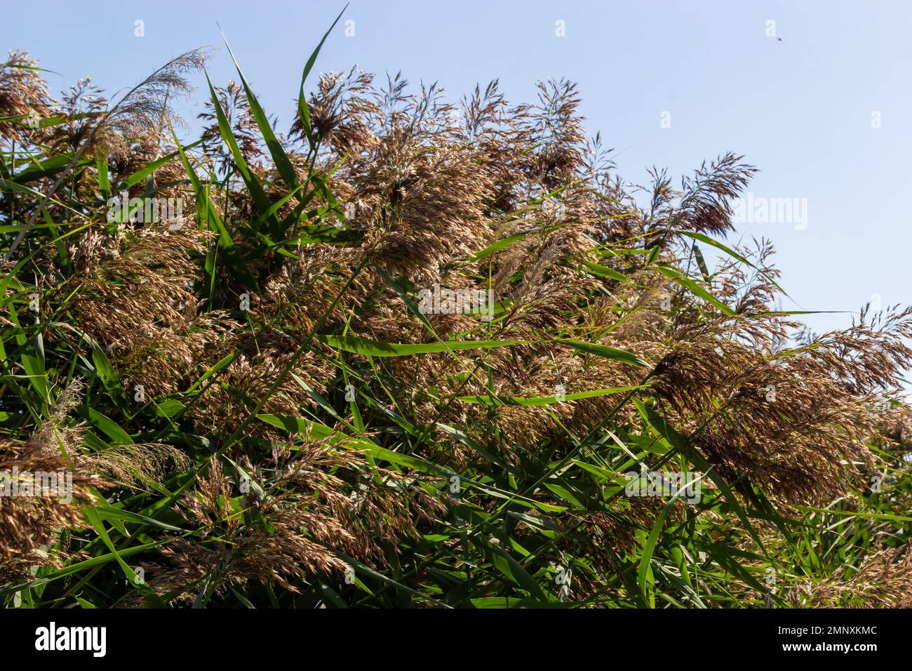 Phragmites australis is a herbaceous perennial bluish-green plant of ...