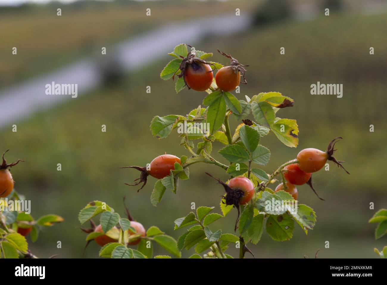 Rosa canina is a perennial plant of the rose family, a tall bush with ...
