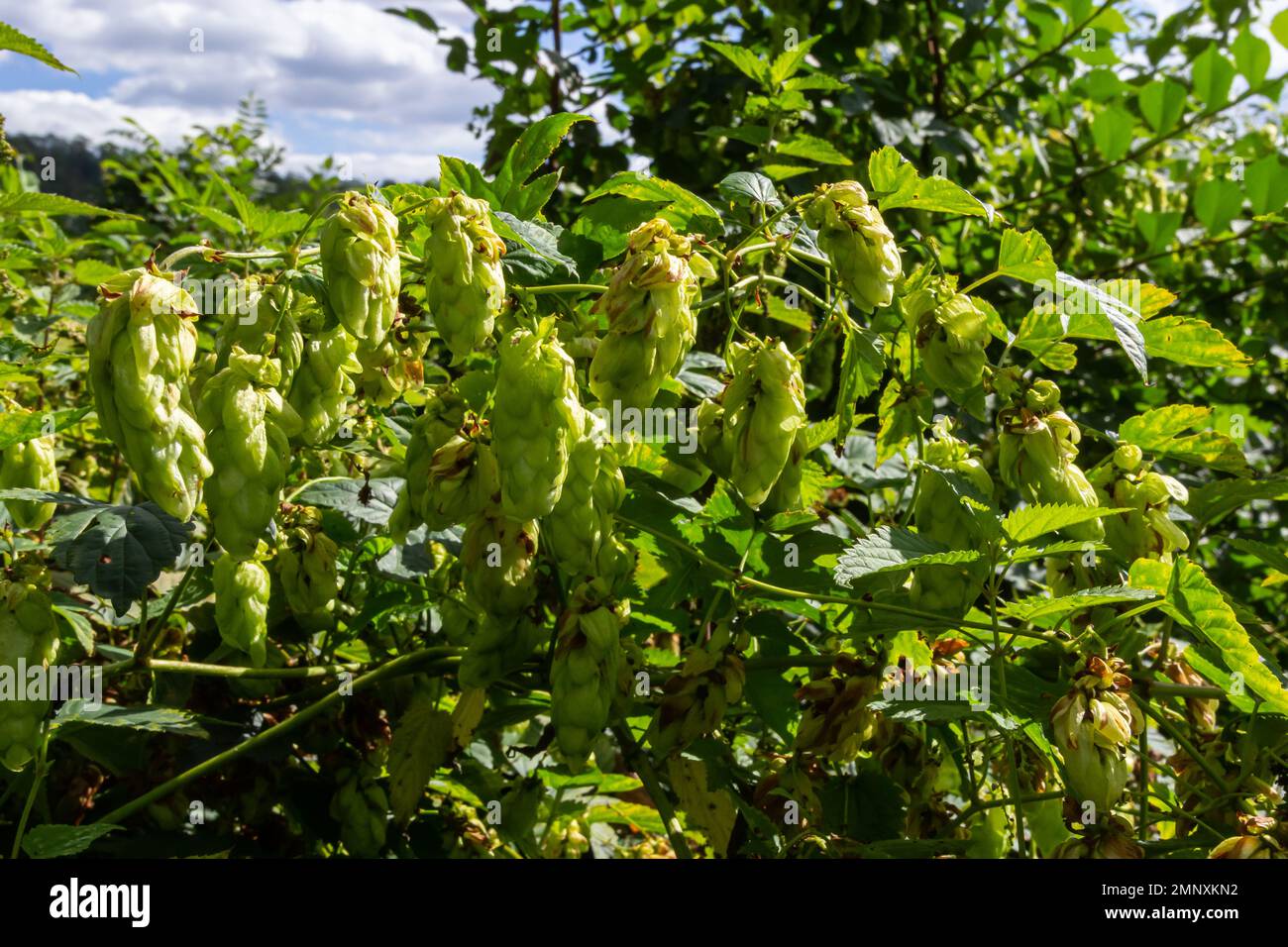 Humulus lupulus is a species of perennial herbaceous plants of the hemp ...
