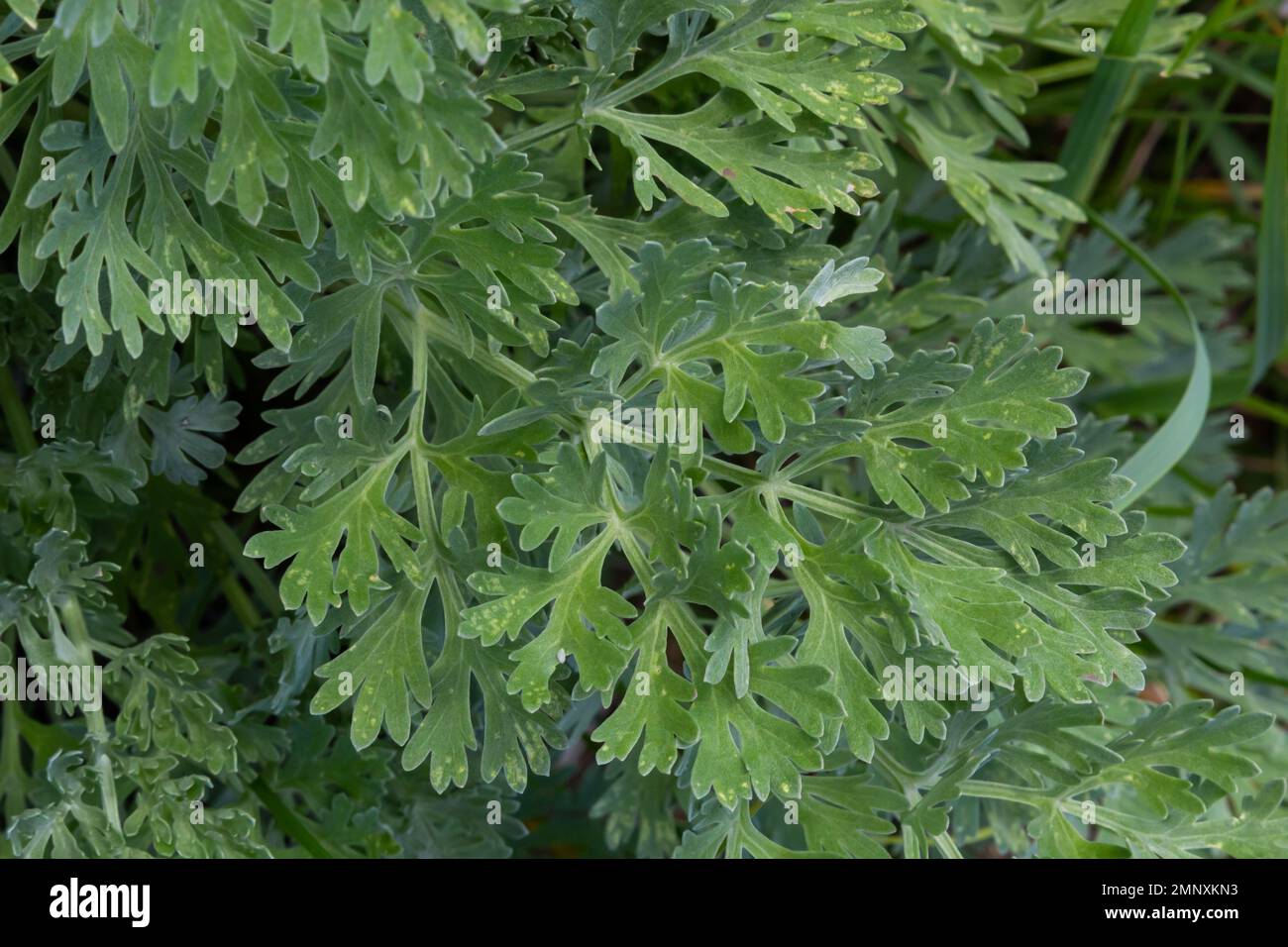 Artemisia absinthium is a perennial plant of the aster family ...