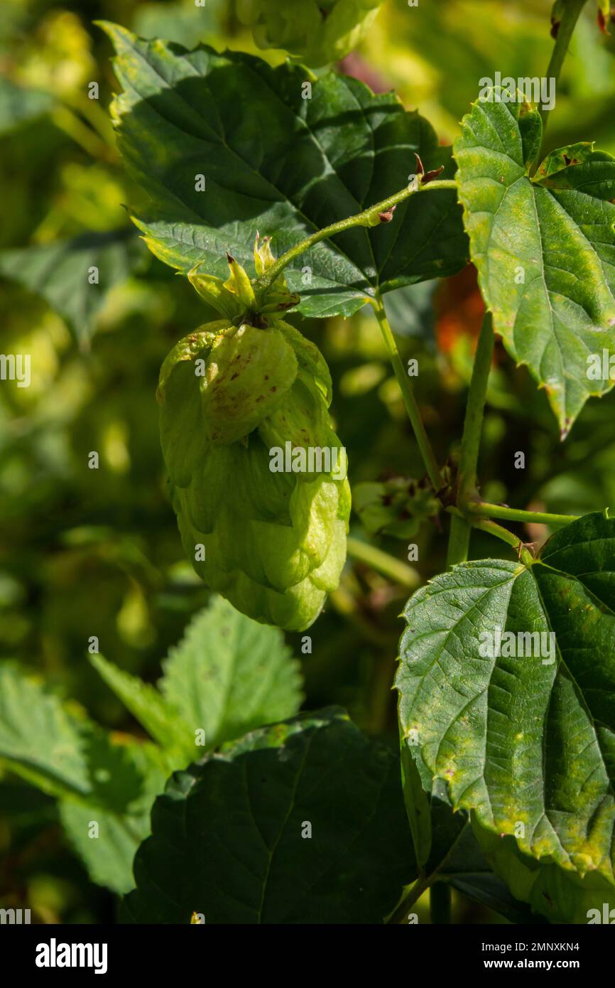 Humulus lupulus is a species of perennial herbaceous plants of the hemp ...