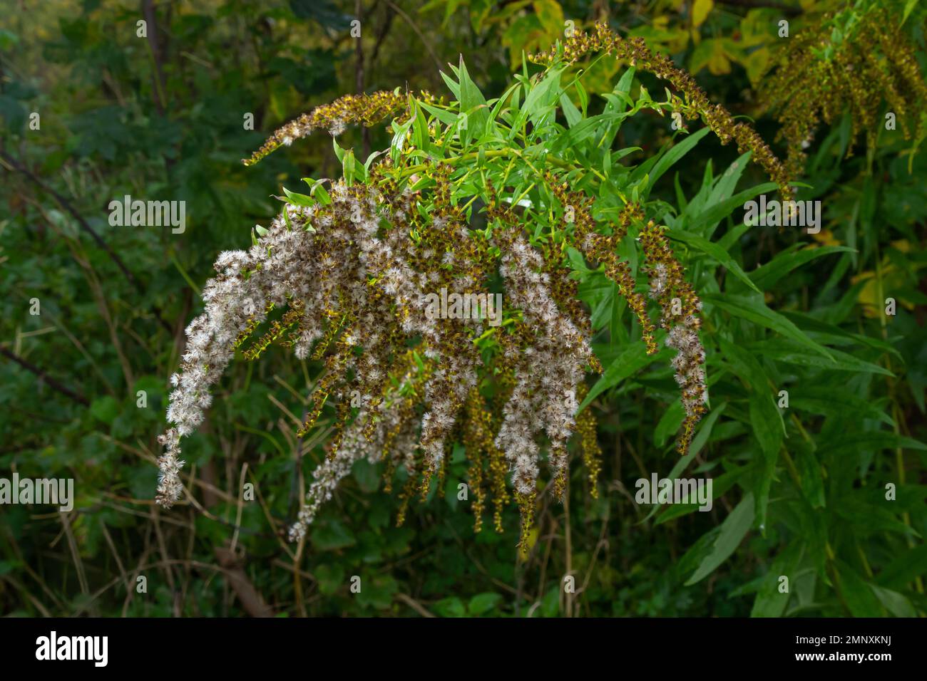 Yellow panicles of Solidago flowers in August. Solidago canadensis ...