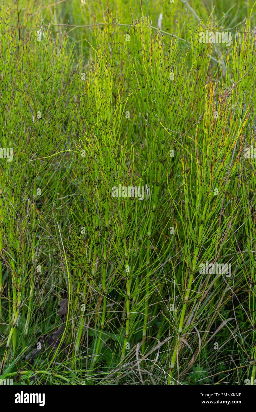 Horsetail Equisetum healing plant bunch background. Equisetum arvense ...
