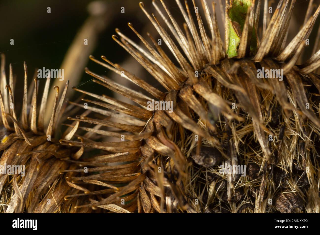 The prickly Herb Burdock plant or Arctium plant from the Asteraceae ...