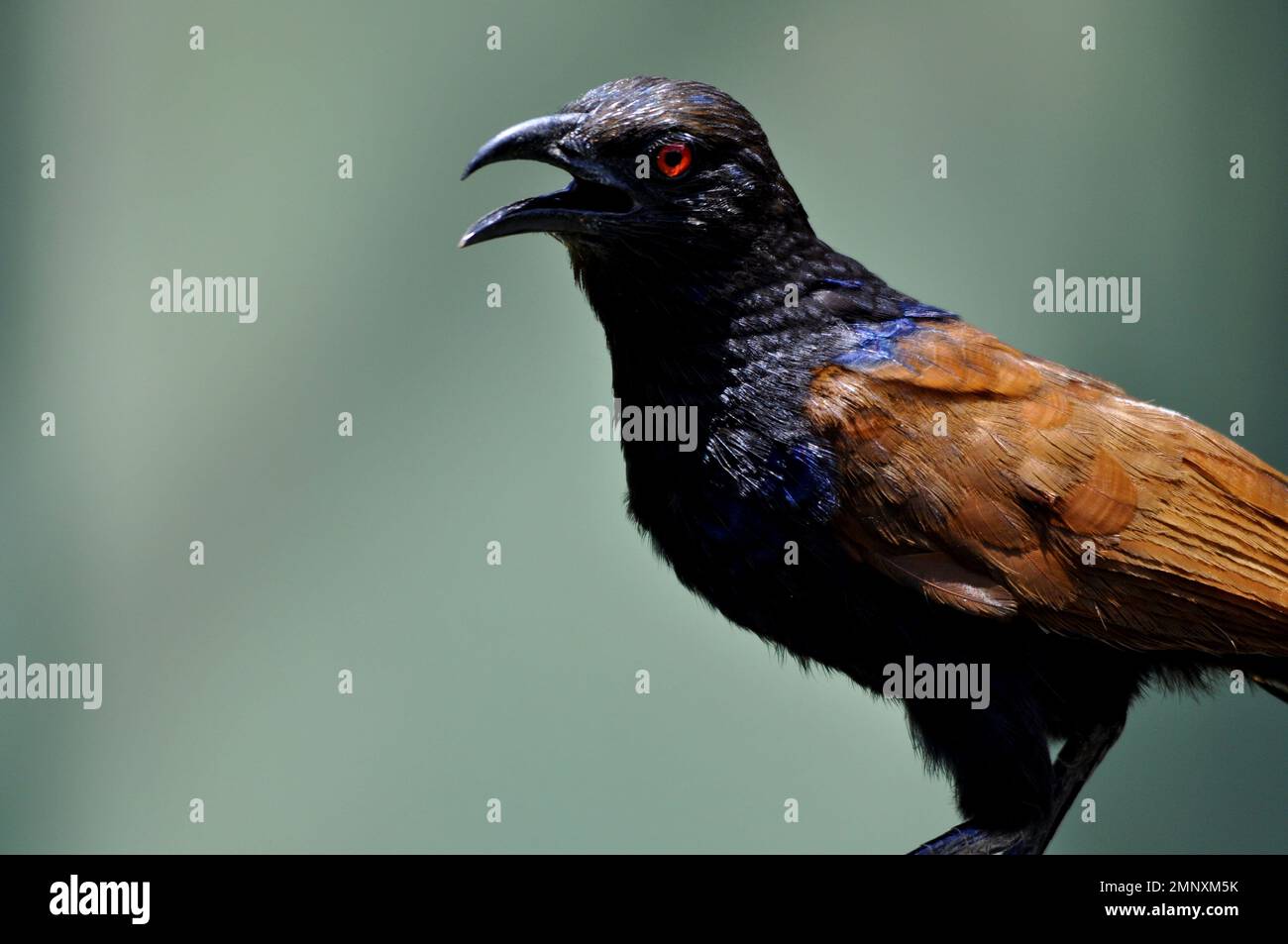The coucals hi-res stock photography and images - Alamy