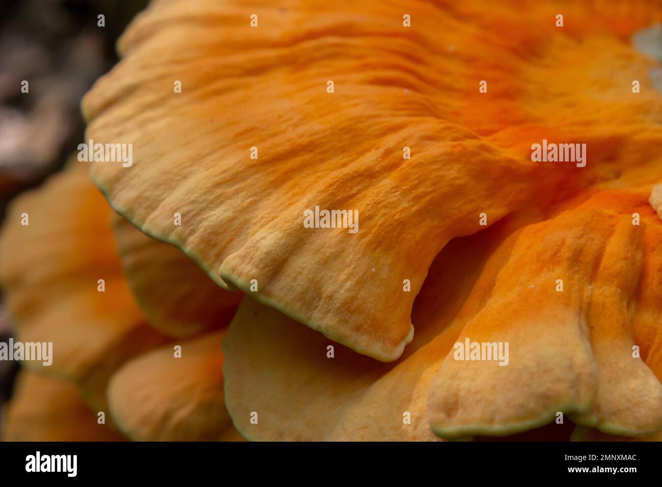 Yellow tree fungi hi-res stock photography and images - Alamy