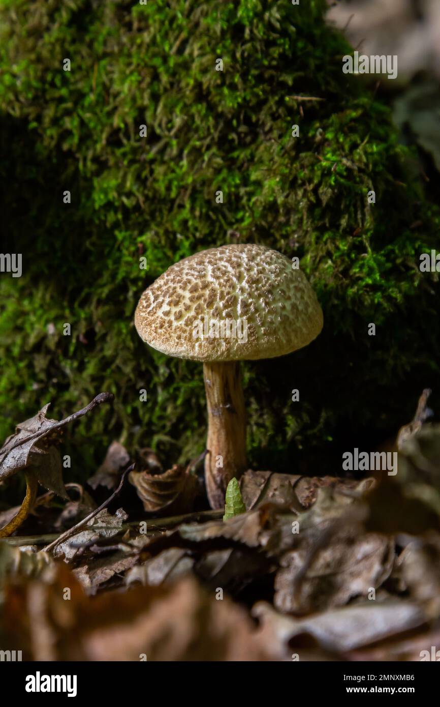 Xerocomellus chrysenteron, known as Boletus chrysenteron or Xerocomus ...
