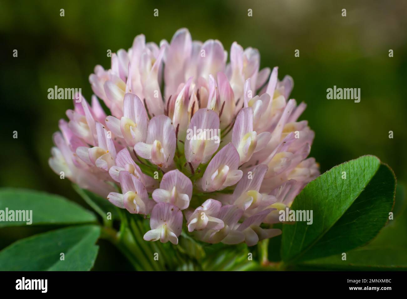 Trifolium pratense, red clover. Collect valuable flowers fn the meadow ...