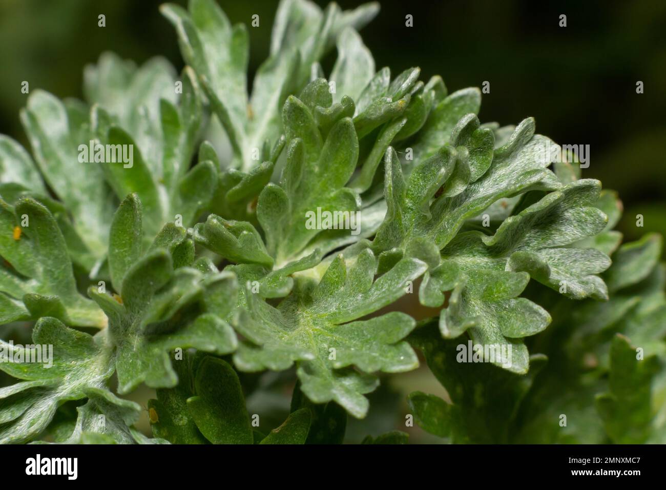 Wormwood Green Grey Leaves Background Artemisia Absinthium Absinthium