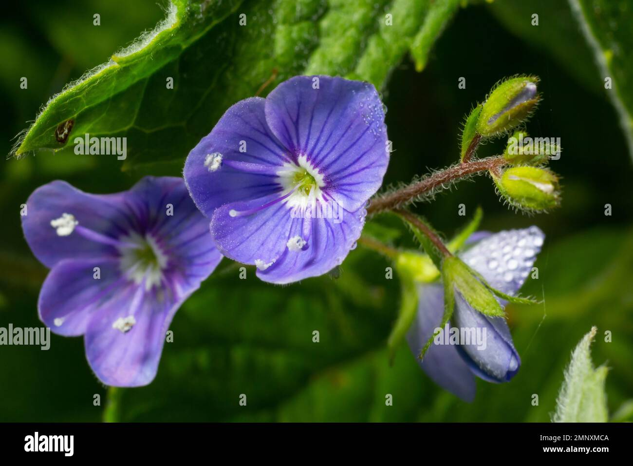 Veronica chamaedrys or germander speedwell blue flower, macro, close-up ...