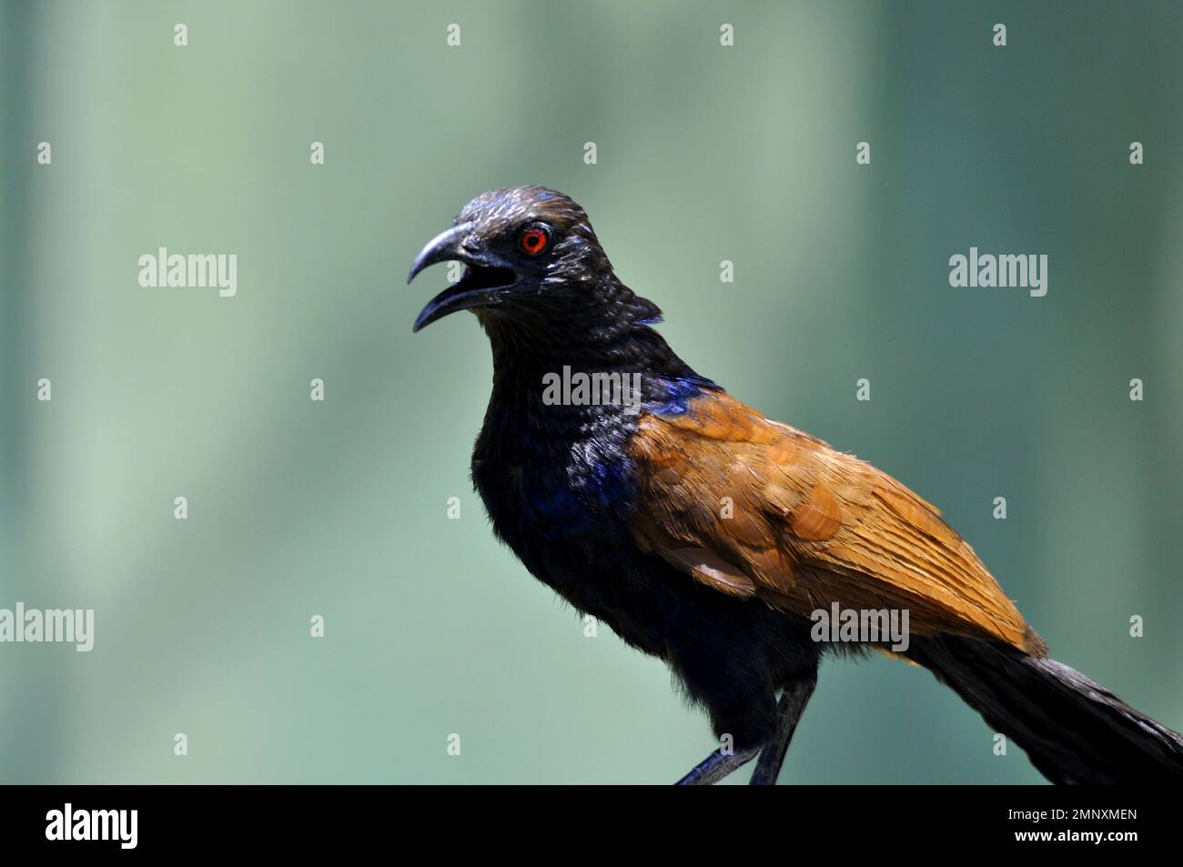 Coucals hi-res stock photography and images - Alamy