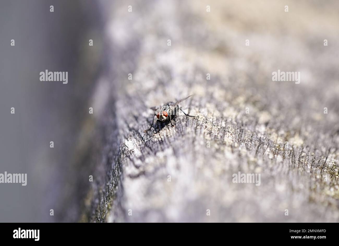 Insect with red eyes hi-res stock photography and images - Alamy