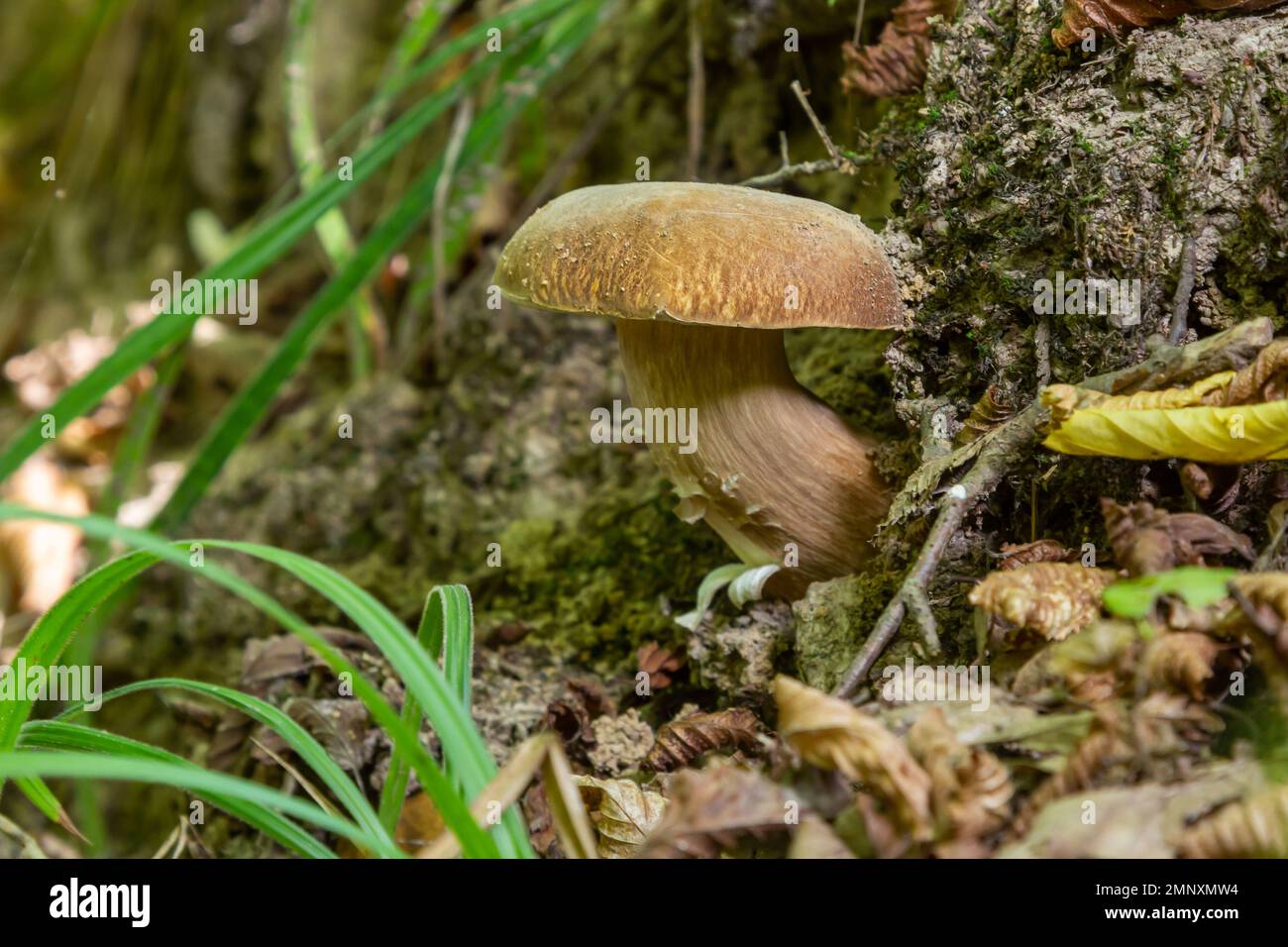 Penny bun fungus Boletus edulis growing in the forest Stock Photo - Alamy