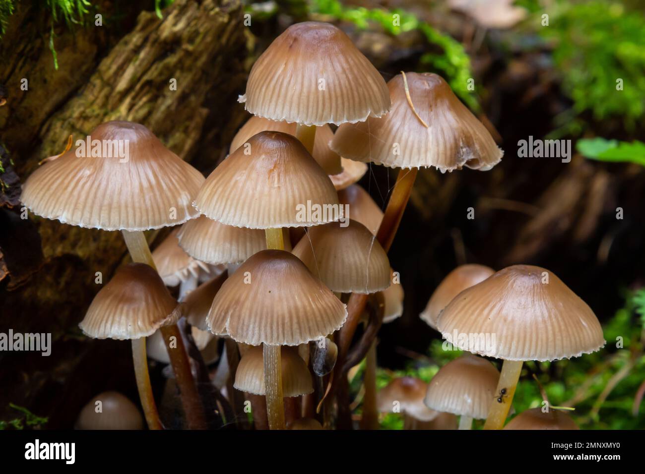 Clustered Bonnet Mycena inclinata growing on a mossy stump Stock Photo ...
