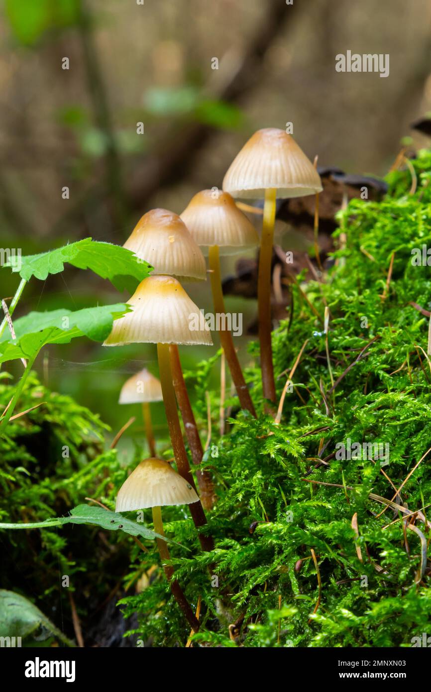 Clustered Bonnet Mycena inclinata growing on a mossy stump Stock Photo ...