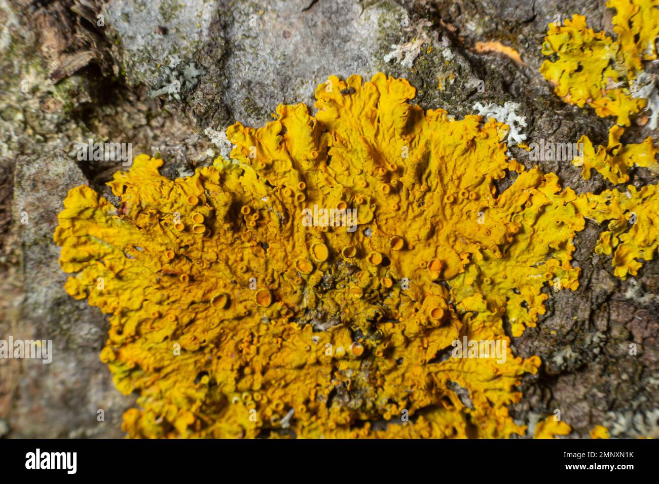 Detail of the bark of a tree on which lichen grows Stock Photo - Alamy