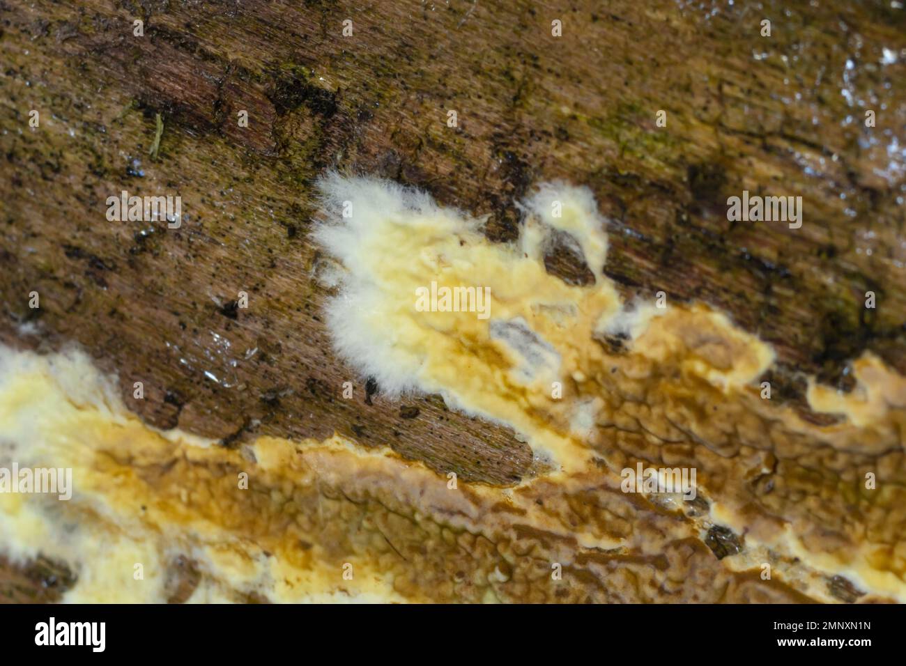Warped orange crust fungus, Leucogyrophana mollusca On rotten wood ...
