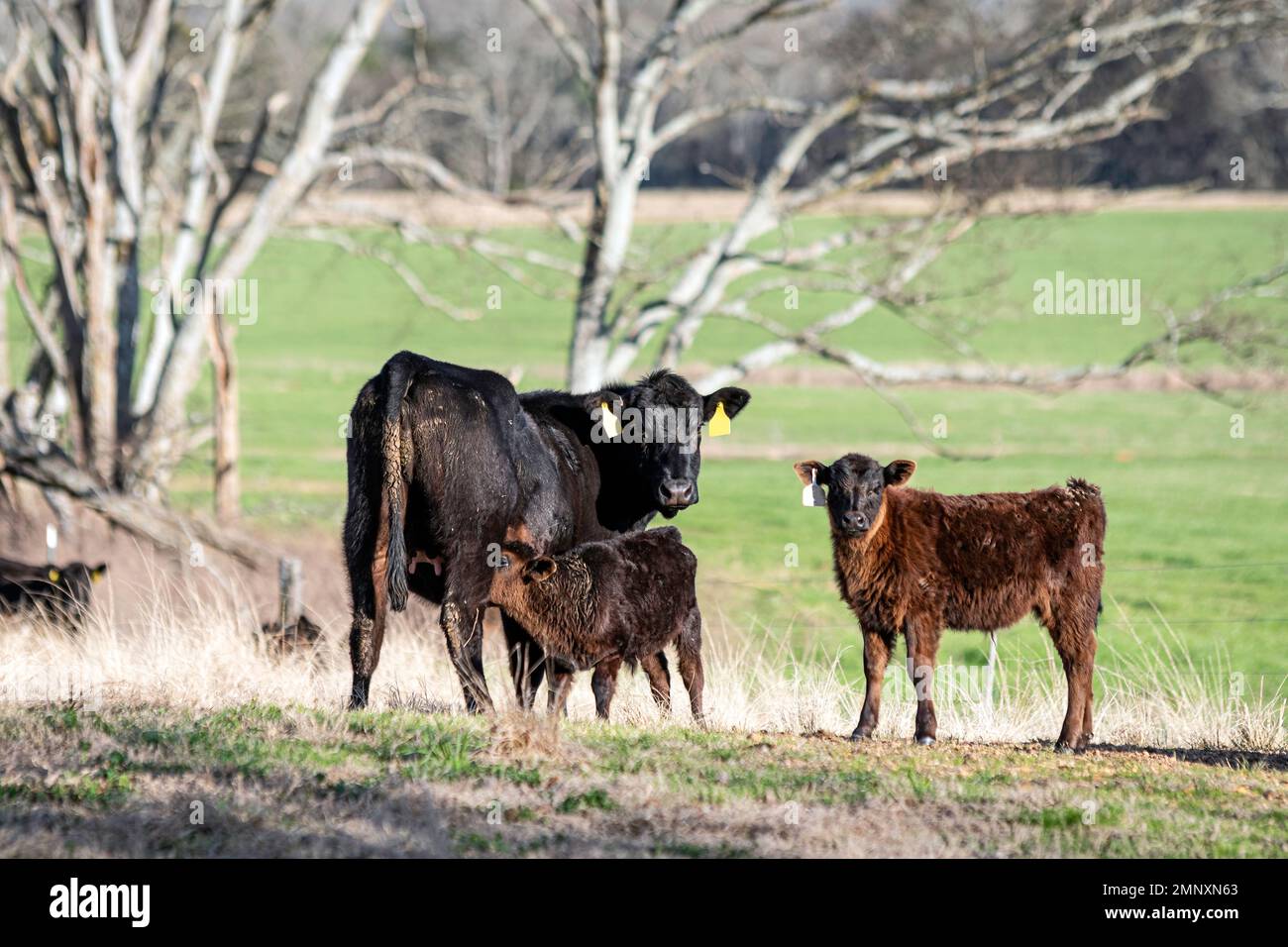 First-calf Angus heifer nursing her calf while she and another calf ...