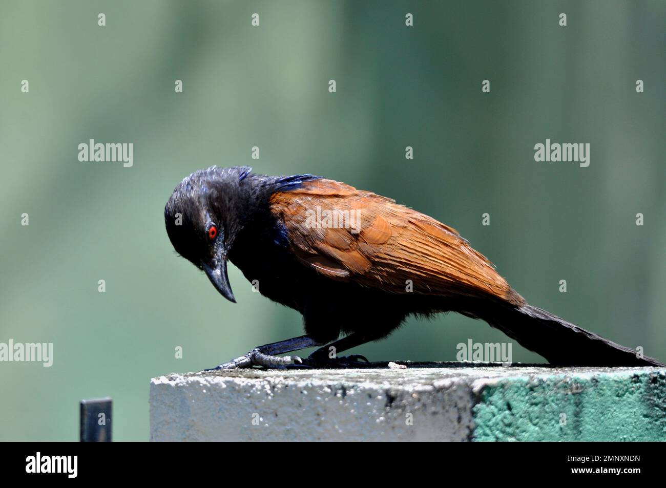 The coucals hi-res stock photography and images - Alamy