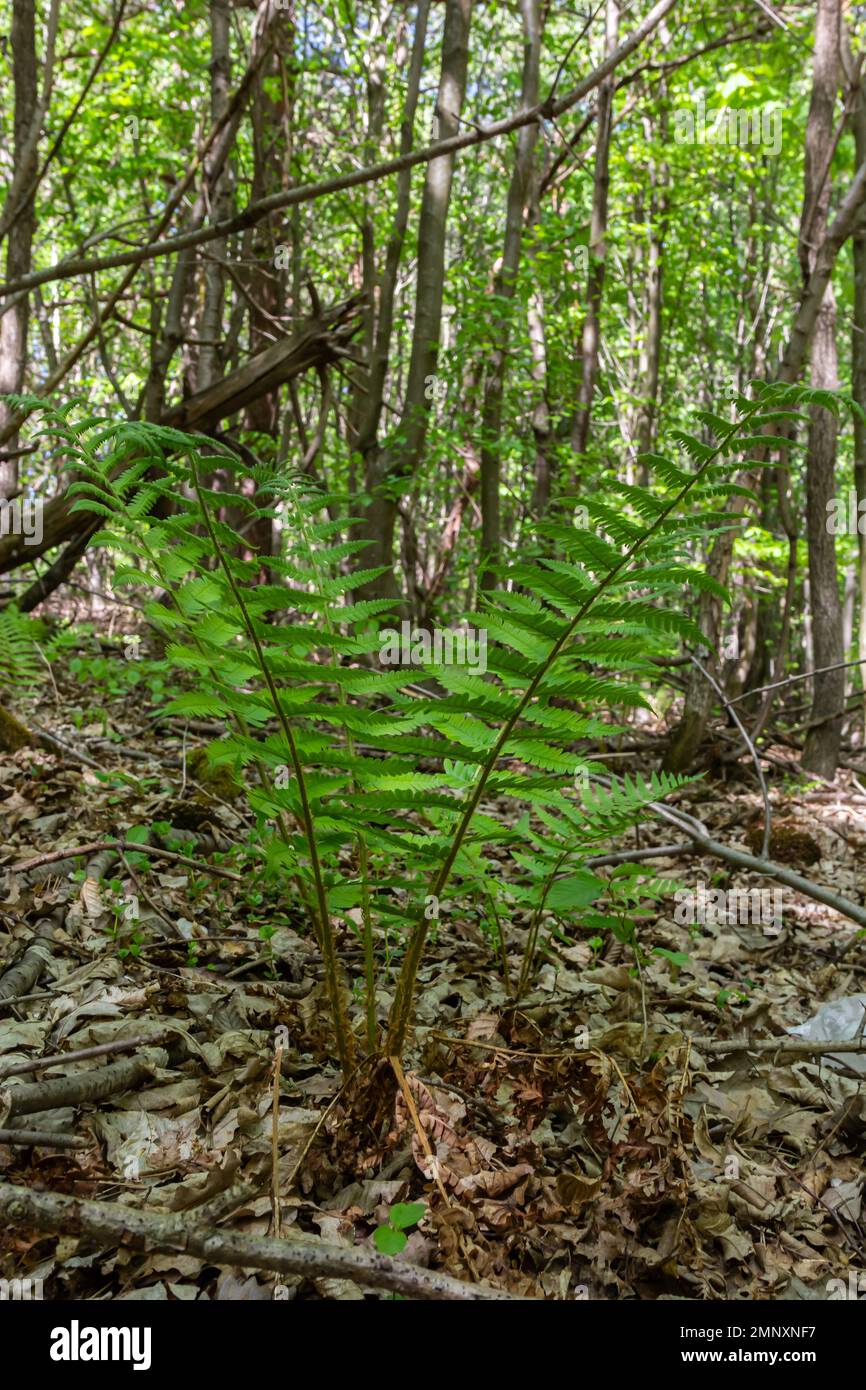 Fern is a member of a group of vascular plants that reproduce by spores ...