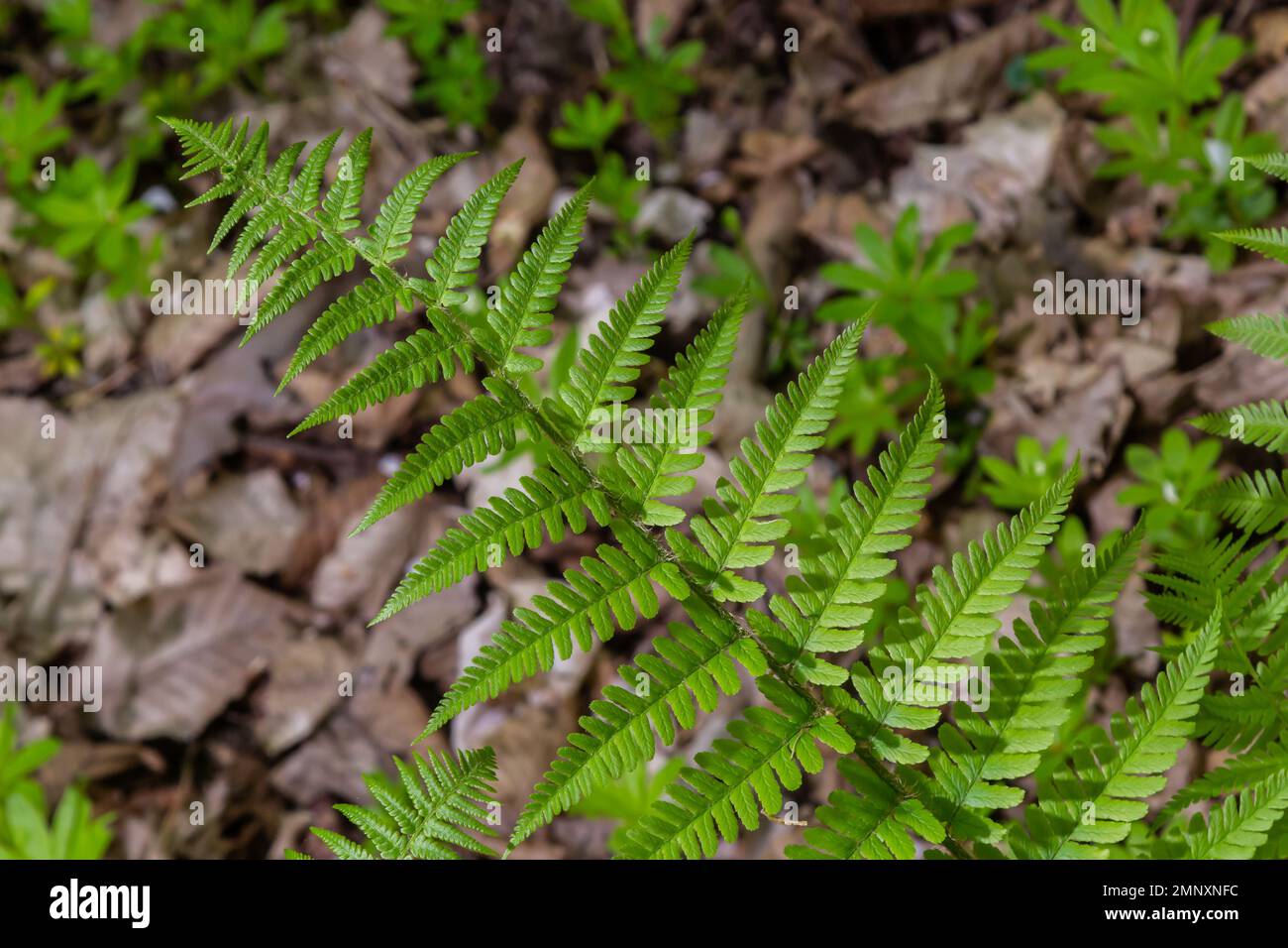 Fern is a member of a group of vascular plants that reproduce by spores ...