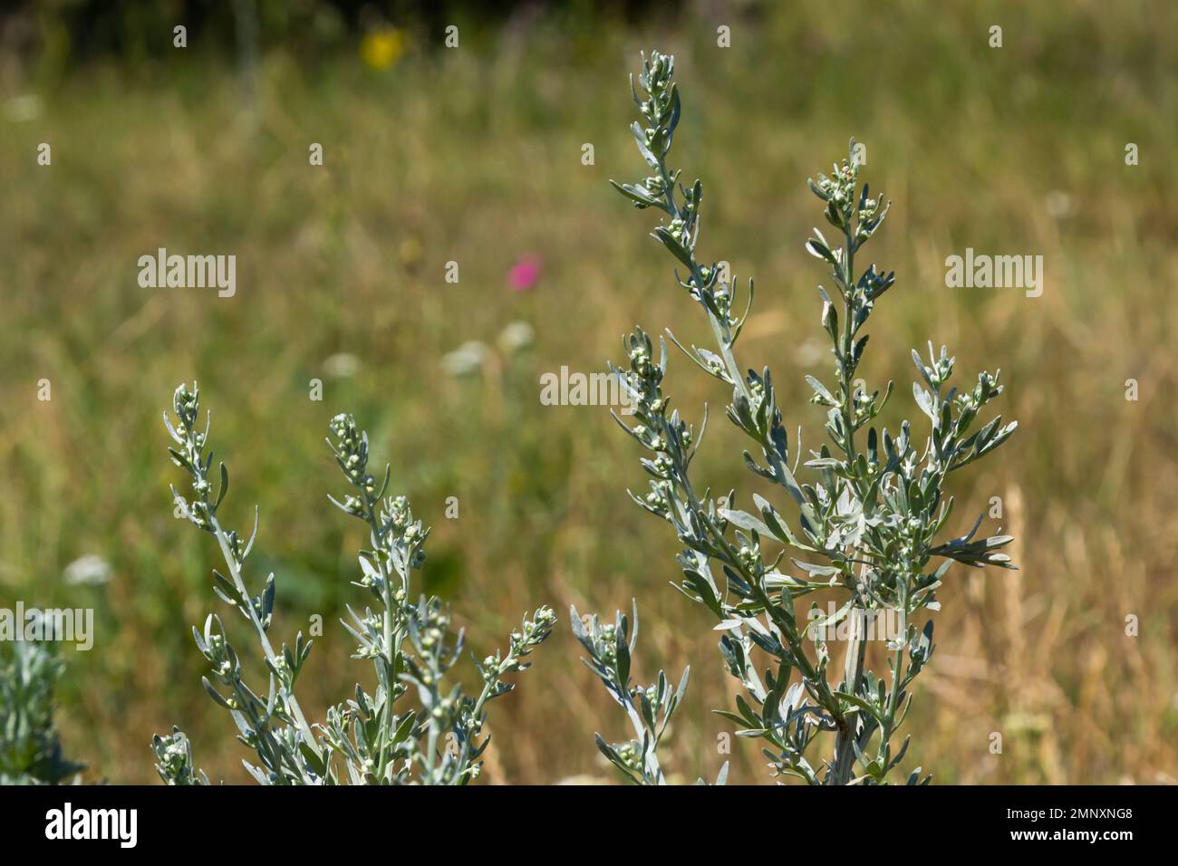 Artemisia absinthium is a perennial plant of the aster family ...