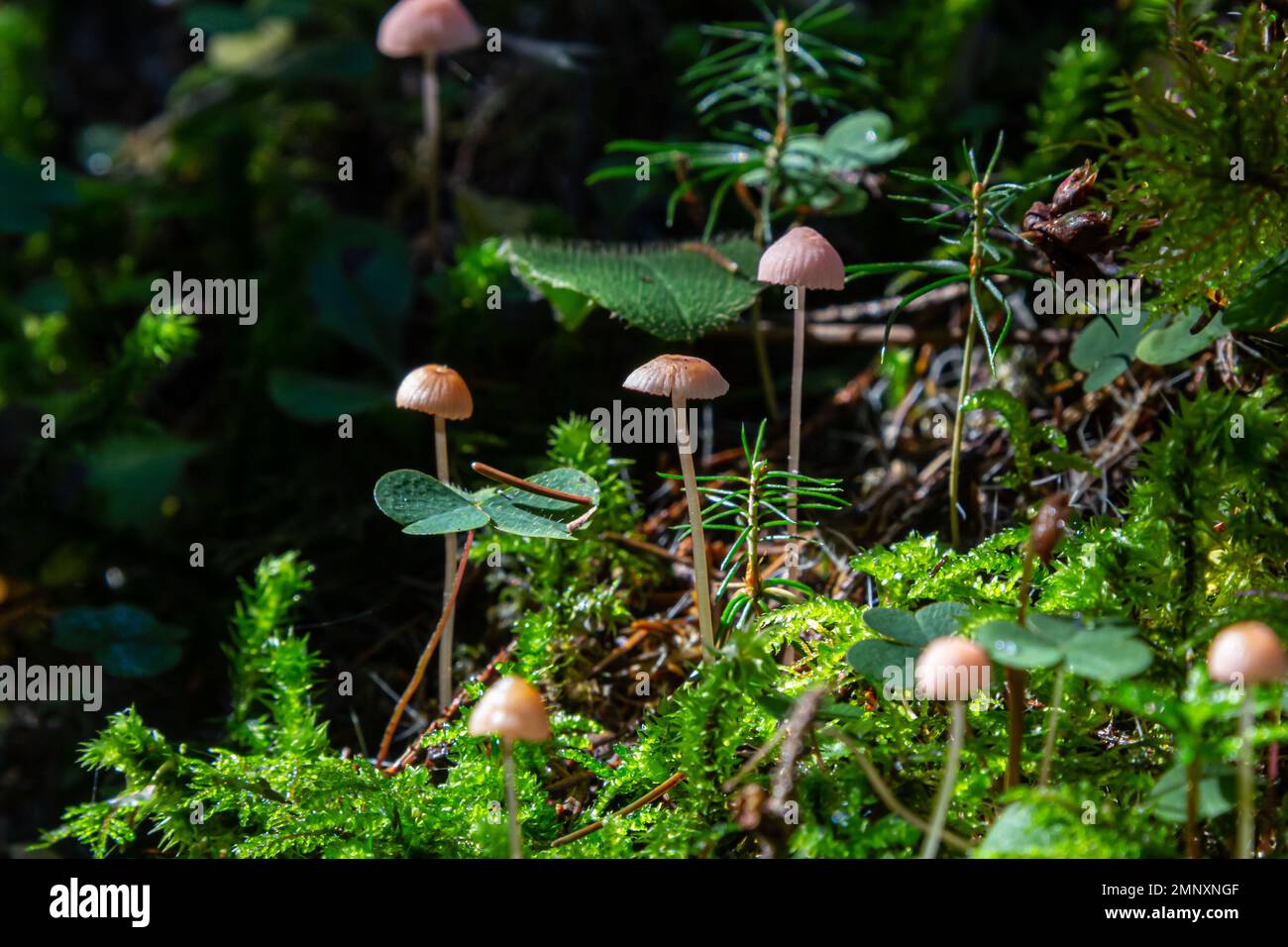 Inedible mushroom Mycena rosella in the spruce forest. Known as pink ...