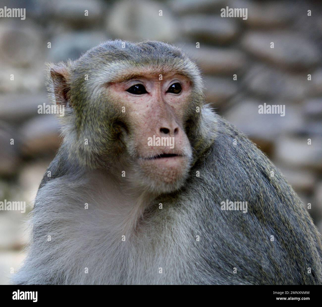 Rhesus macaque india fruit hi-res stock photography and images - Alamy