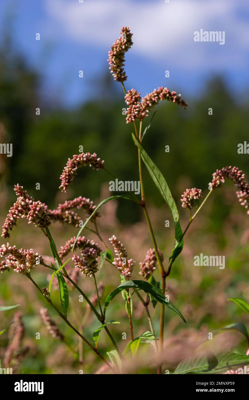 Colorful Persicaria longiseta, a species of flowering plant in the ...