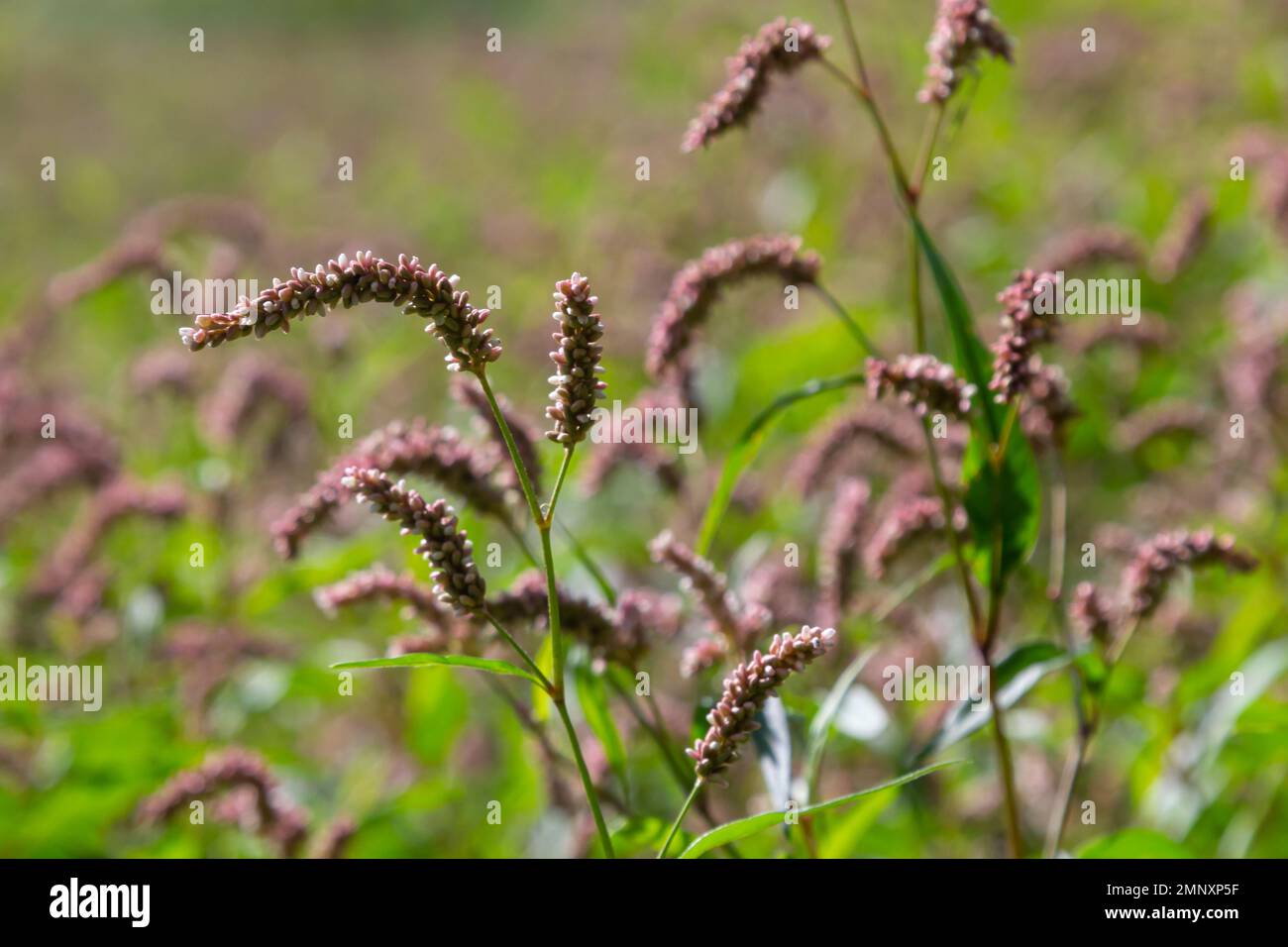 Colorful Persicaria longiseta, a species of flowering plant in the ...