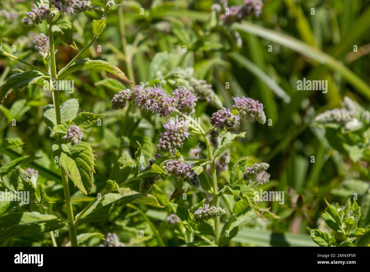 In the wild grows mint long-leaved Mentha longifolia Stock Photo - Alamy
