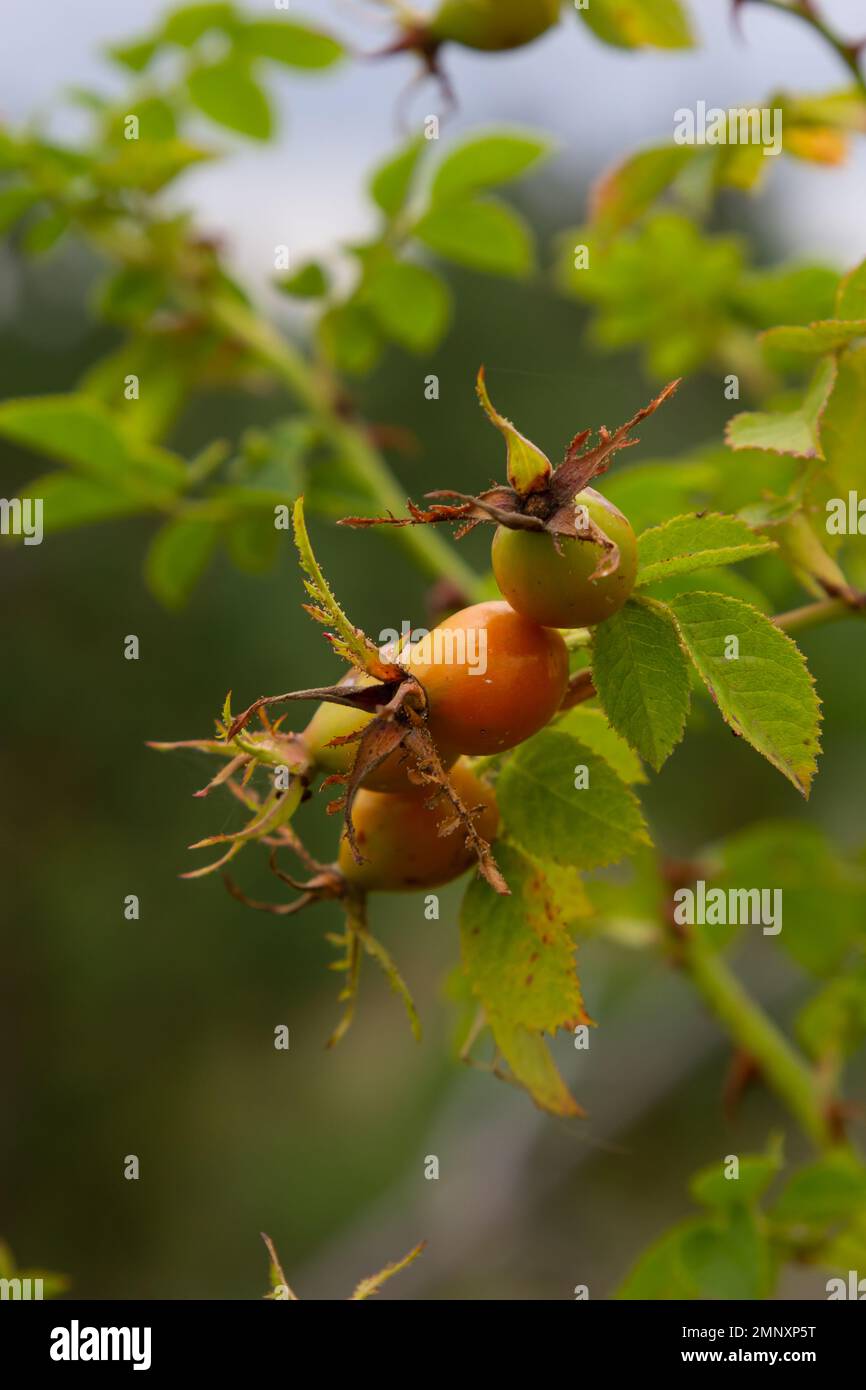 Rosa canina is a perennial plant of the rose family, a tall bush with ...