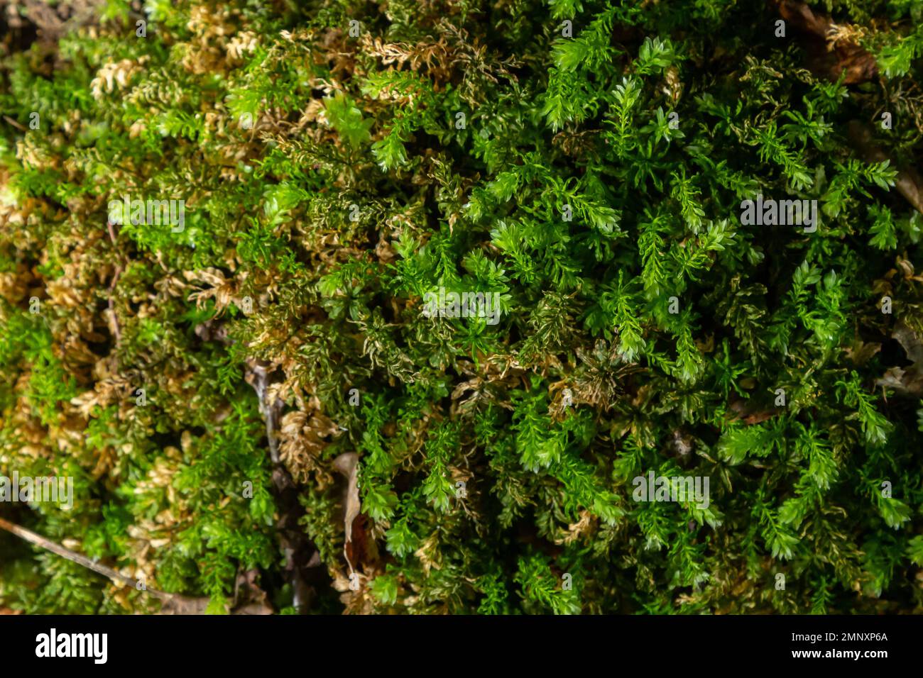 Natural moss in nature. Green moss background texture Stock Photo - Alamy