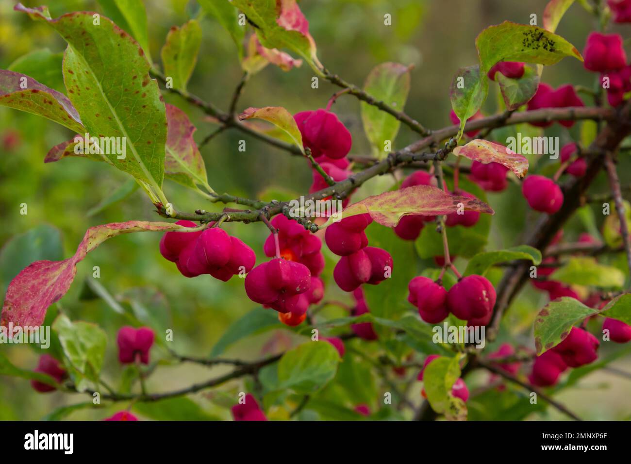Euonymus europaeus european common spindle capsular ripening autumn ...