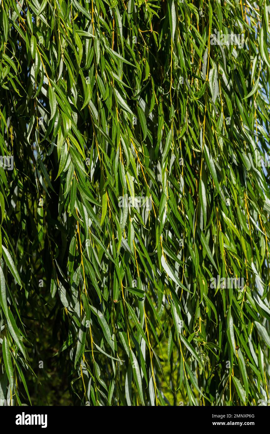 Weeping willow tree foliage background. Weeping willow branches with ...
