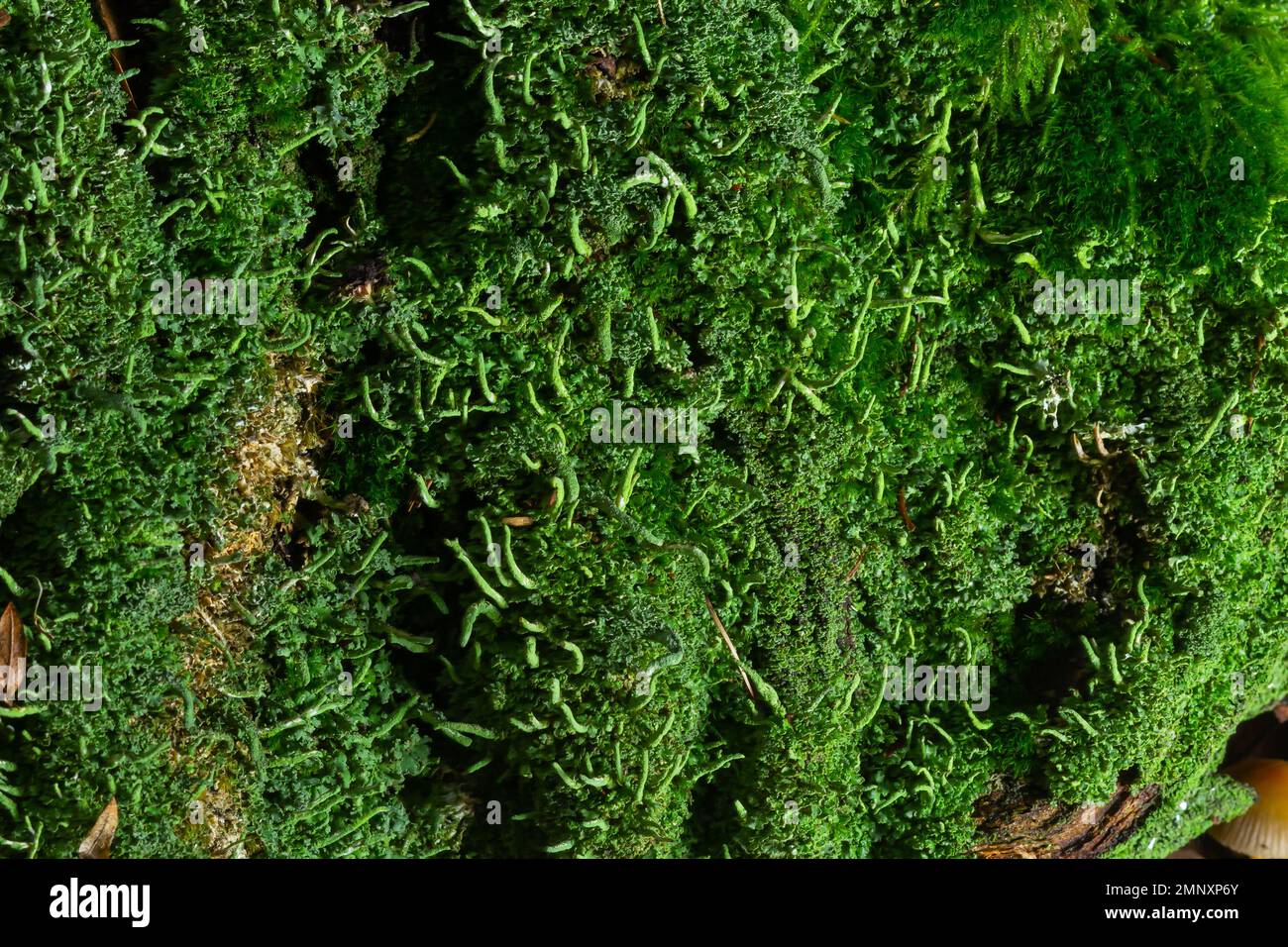 Natural moss in nature. Green moss background texture Stock Photo - Alamy