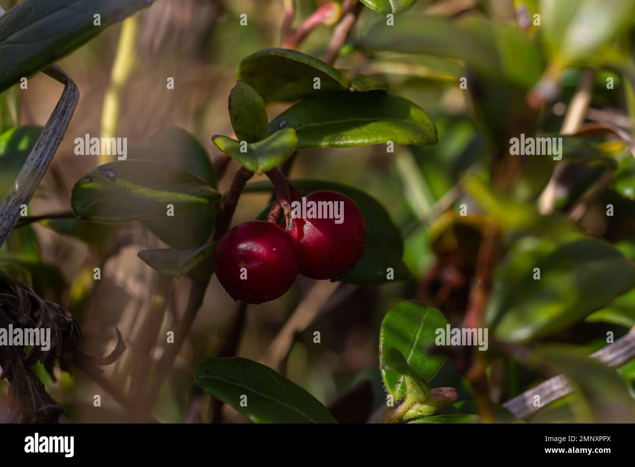 Vaccinium vitis-idaea lingonberry, partridgeberry, or cowberry is a ...