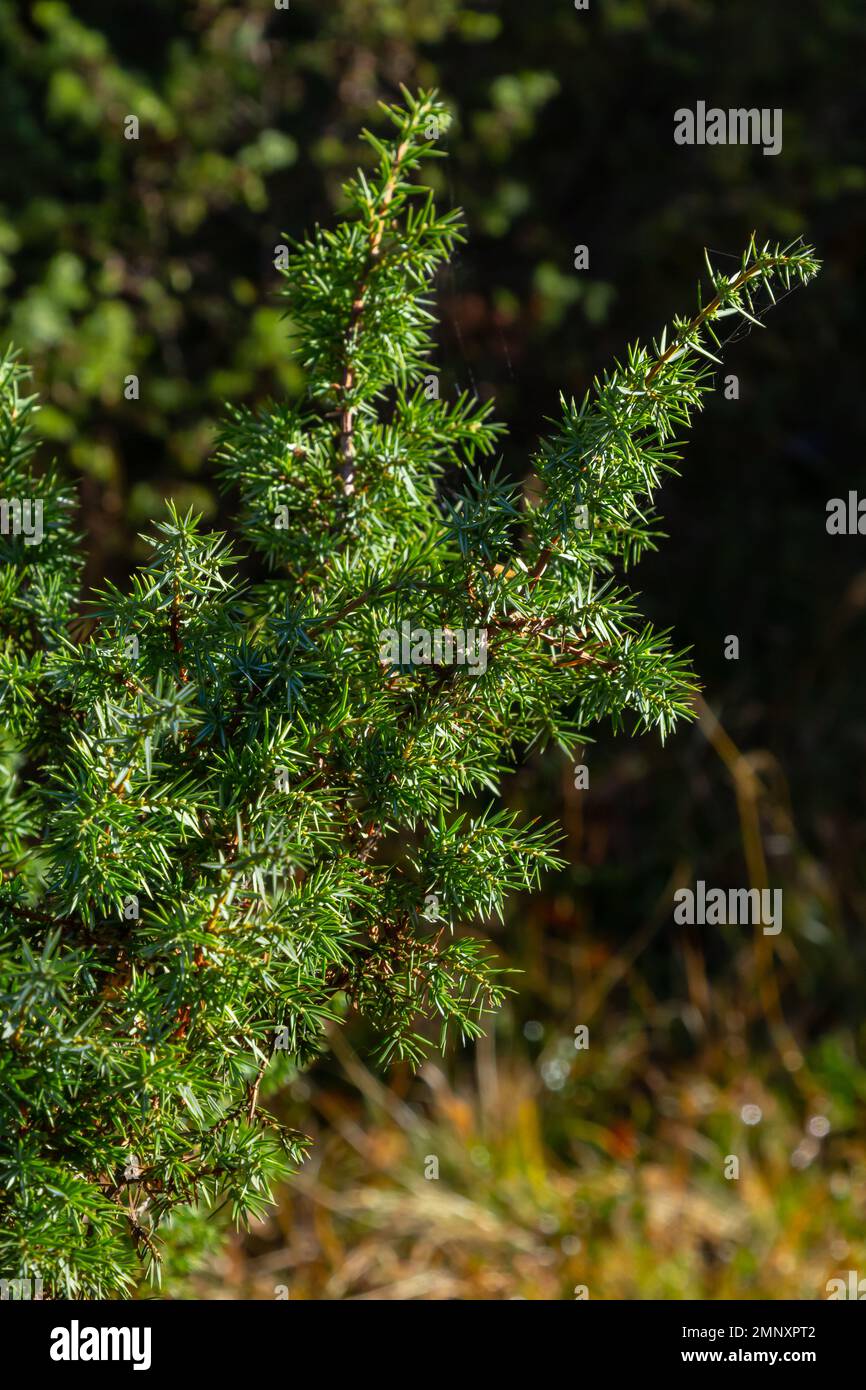 Juniperus communis, the common juniper, is a species of conifer in the ...