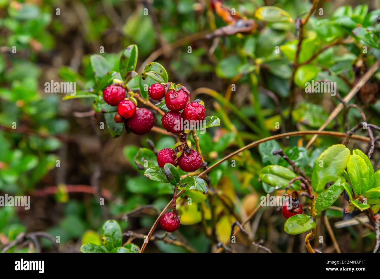 Vaccinium vitis-idaea lingonberry, partridgeberry, or cowberry is a ...