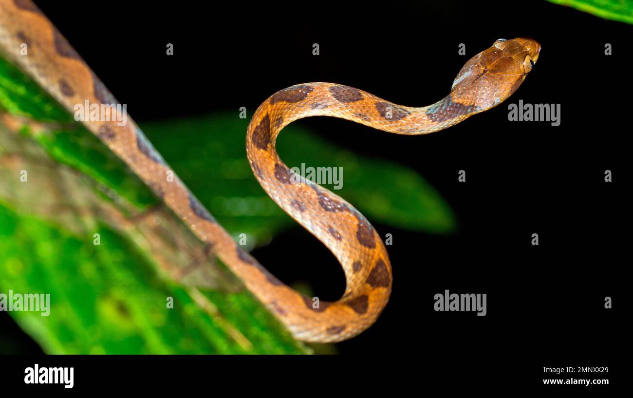 Mapepire Corde Violon, Blunthead Tree Snake, Imantodes cenchoa ...